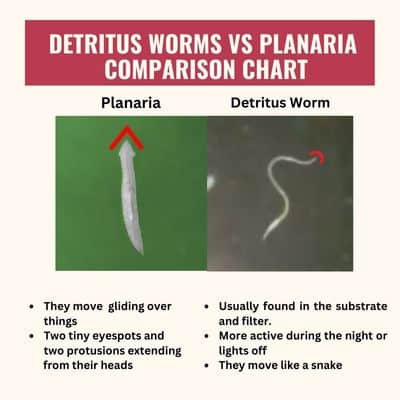 Detritus Worms vs Planaria – Identification, Dangers, Safe Removal